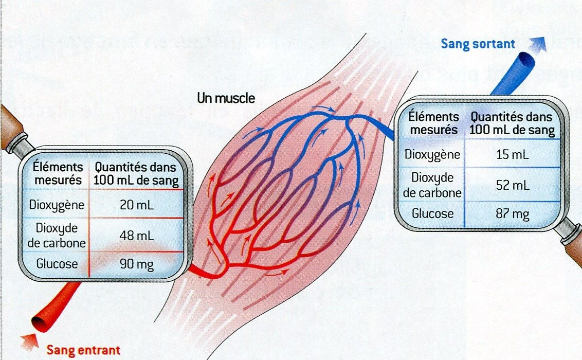 Chapitre 3: les besoins des organes pour fonctionner - Site de cours de ...