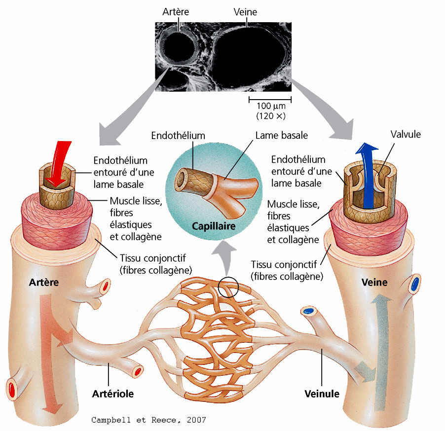 Fonctionnement de l'organisme et activité physique - Site de cours de ...