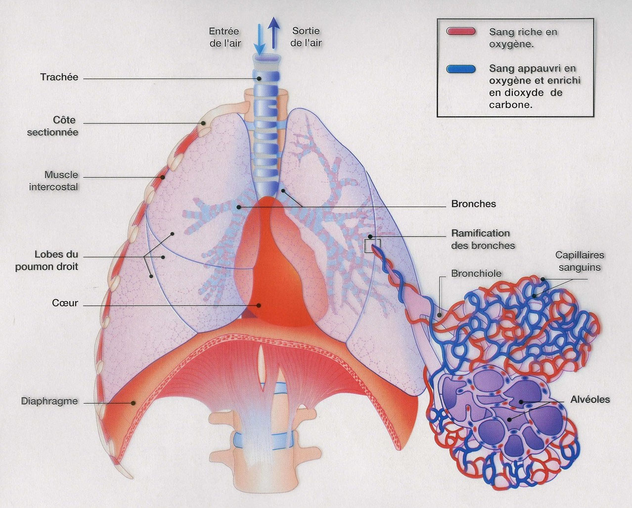 Chapitre 5: l'approvisionnement du sang en dioxygène (O2) - Site de ...