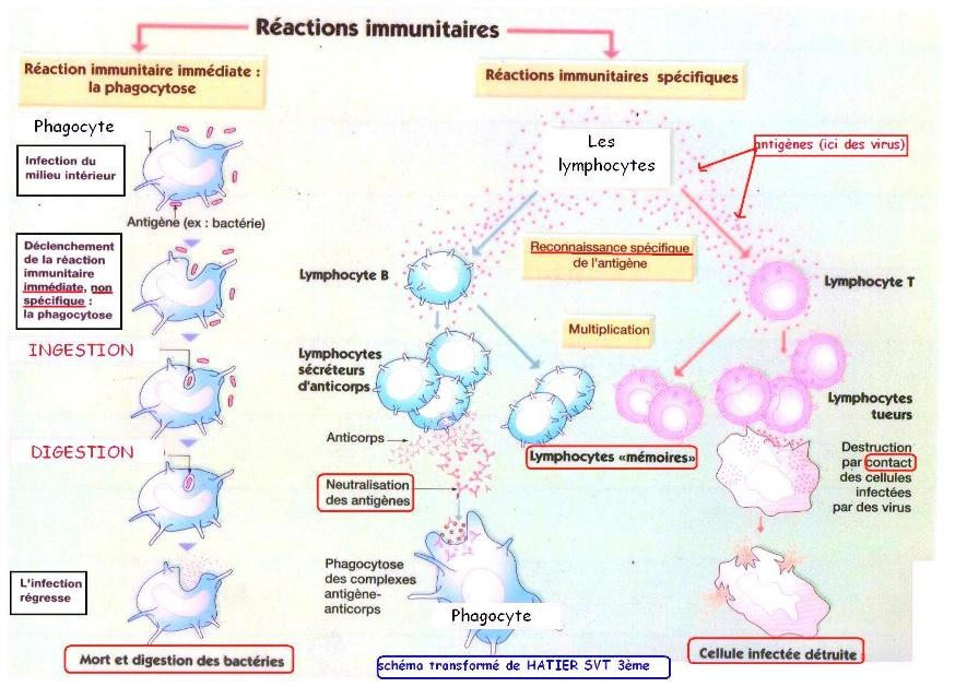 Les défenses immunitaires - Site de cours de collège et lycée en SVT