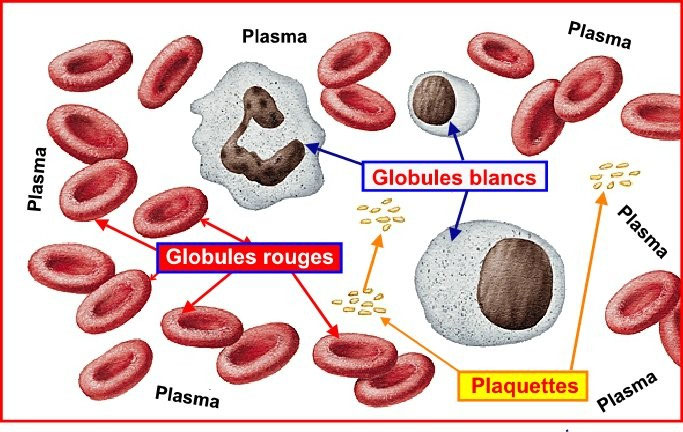 Chapitre 6: la circulation du sang - Site de cours de collège et lycée ...