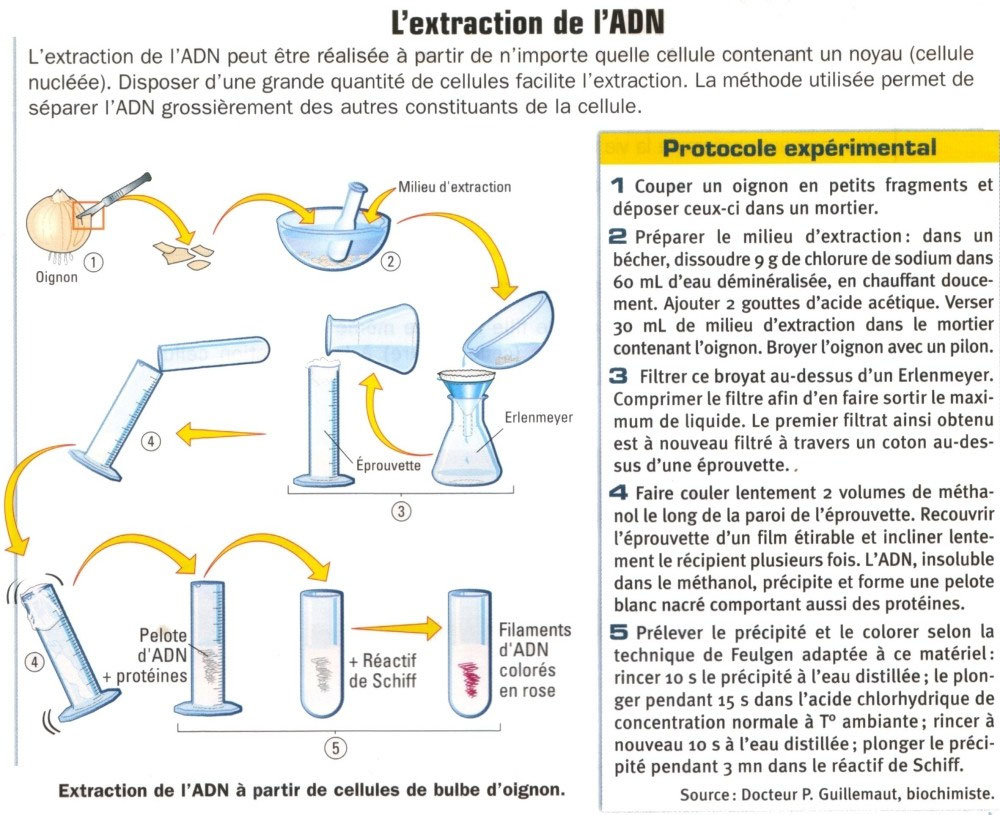 Une même espèce mais tous différents - Site de cours de collège et ...