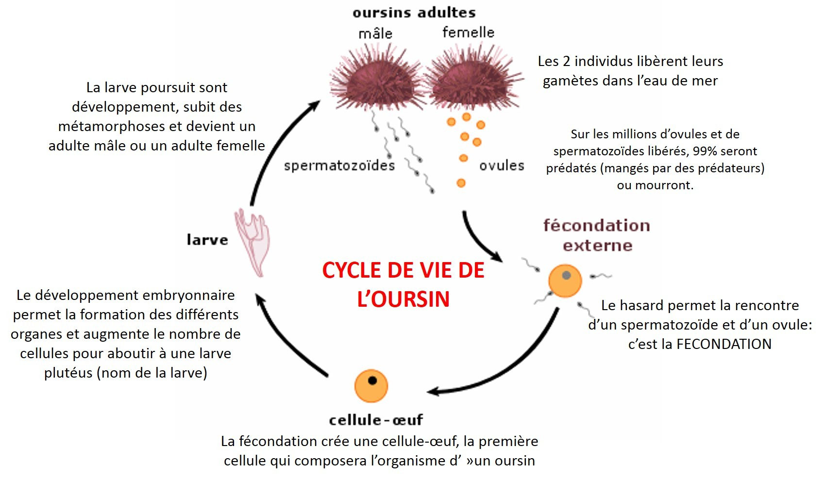 La reproduction sexuée animale et végétale - Site de cours de collège ...