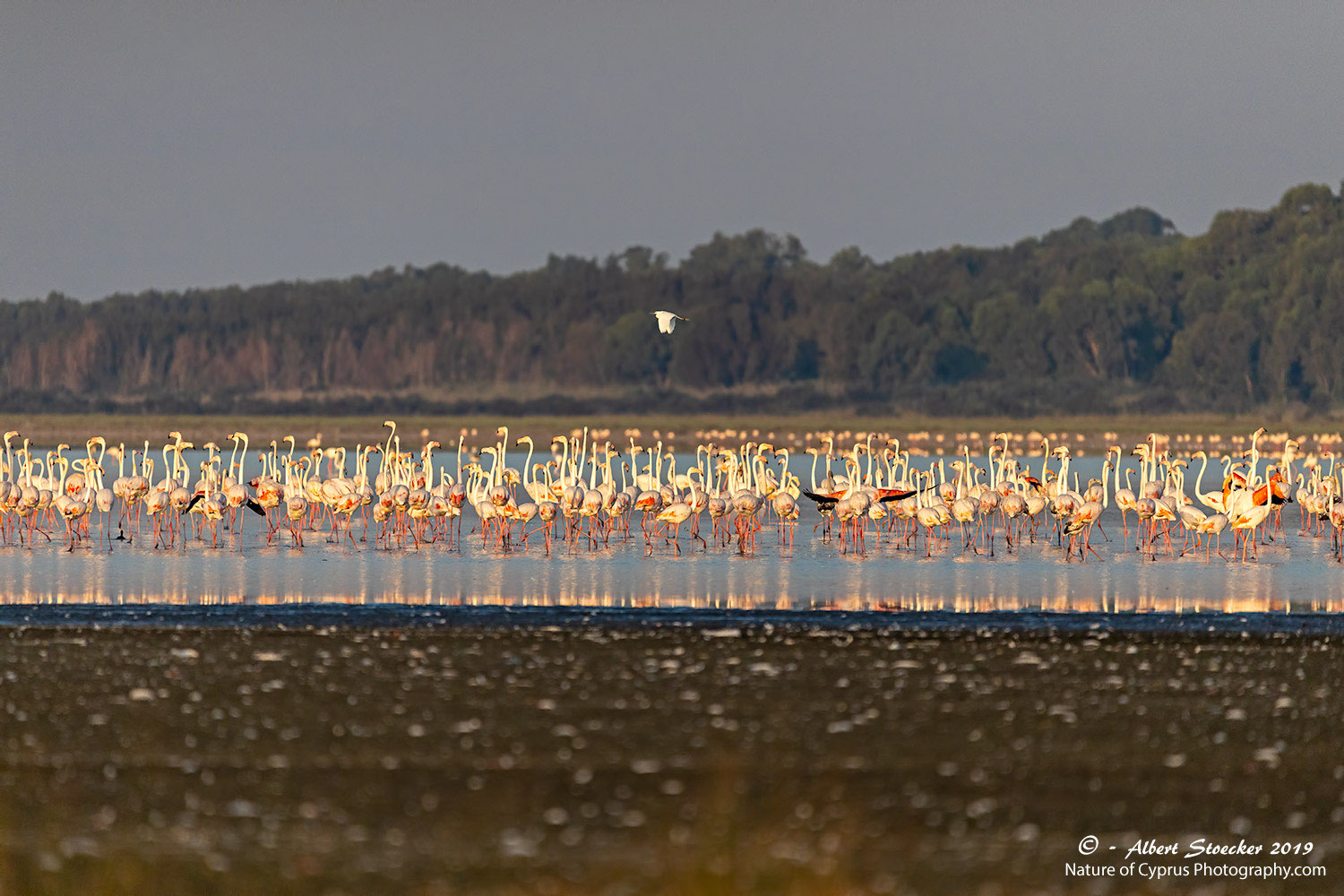 Greater Flamingos Akrotiri Salt Lake, 01. October 2019 - Cyprus-Birds ...