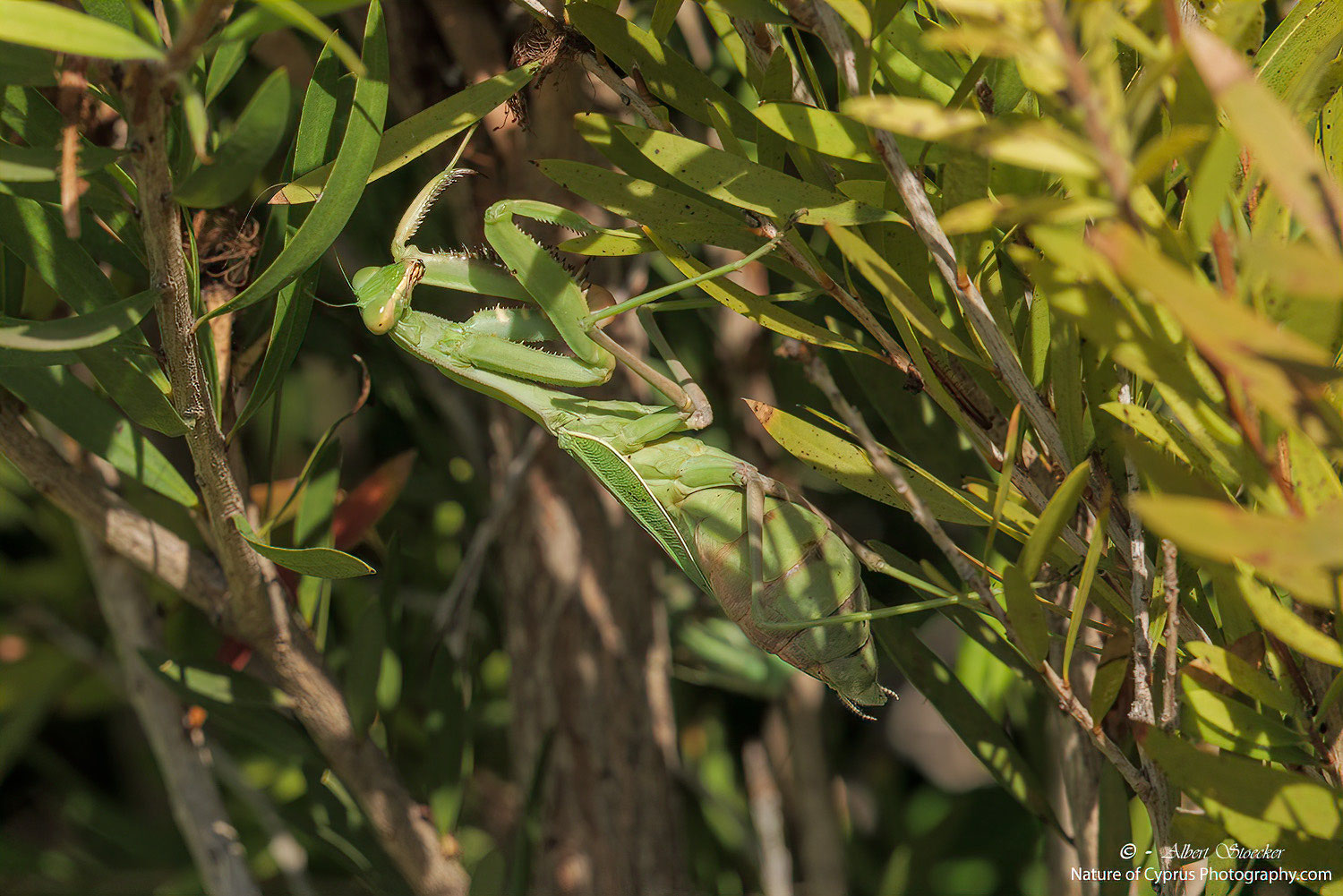 Giant African mantis - Cannibal and Alien at the same time - Cyprus ...