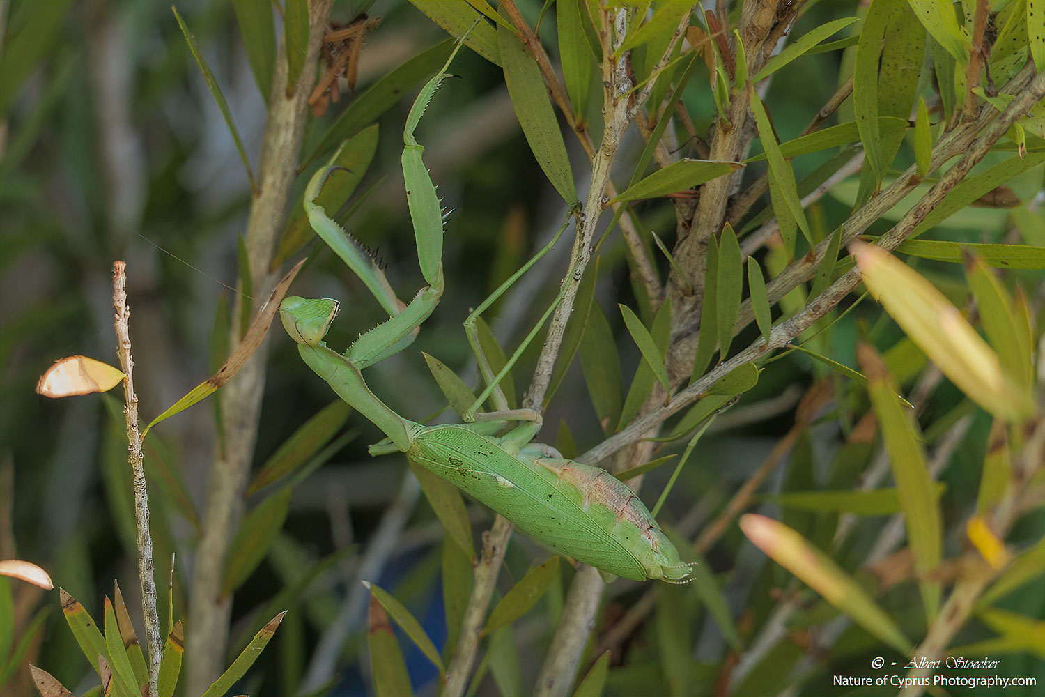 Giant African mantis - Cannibal and Alien at the same time - Cyprus ...