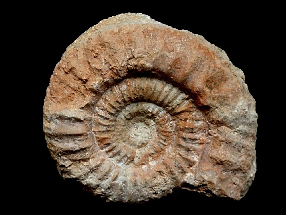 Jurásico sup. (Malm) - Kimmeridgiense - Ammonites. Guía de los ...