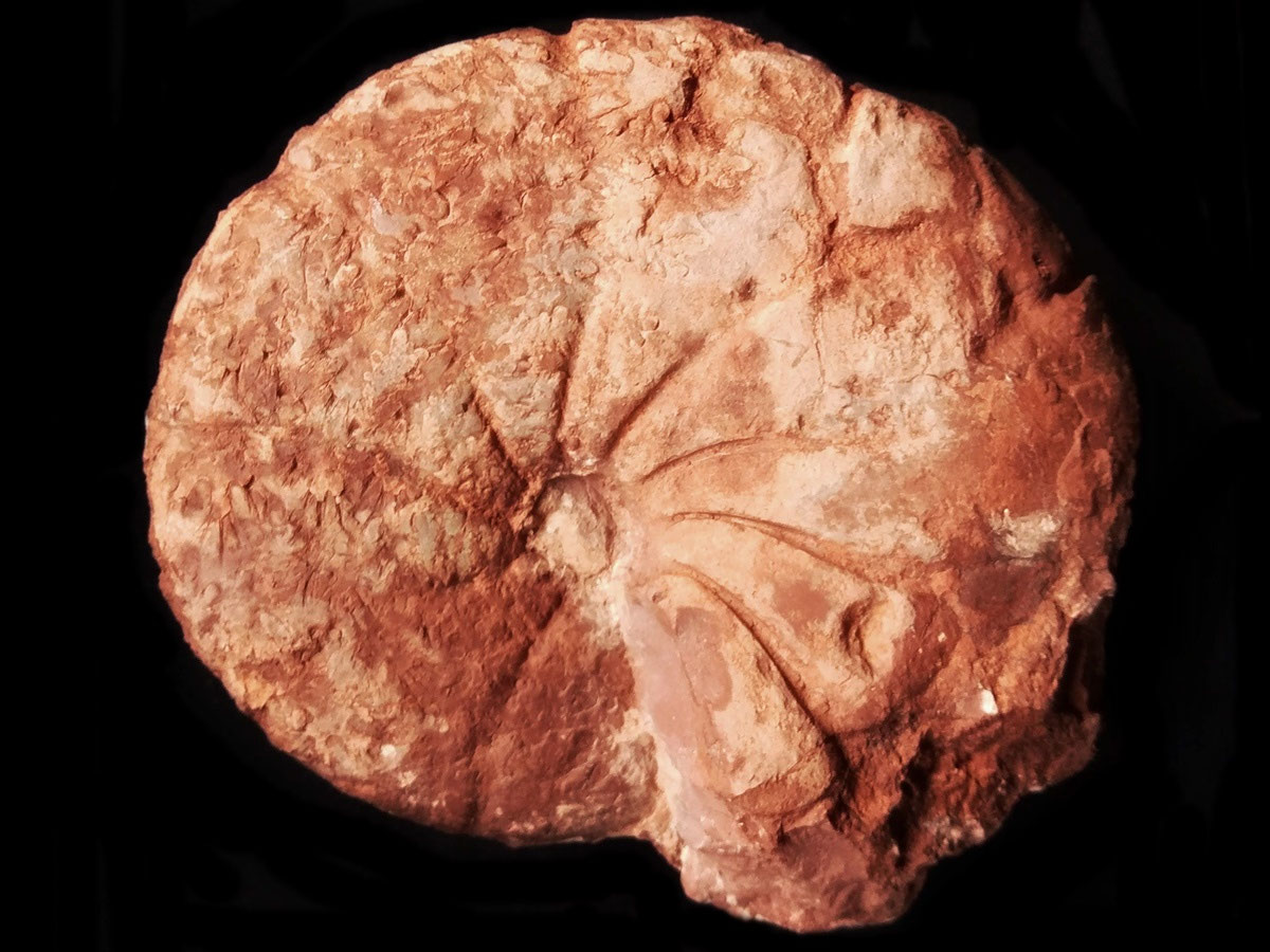 Jurásico sup. (Malm) - Kimmeridgiense - Ammonites. Guía de los ...