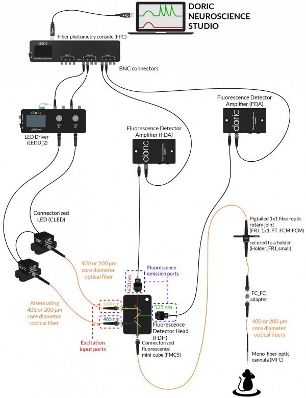 Doric社製 ファイバーフォトメトリー 1か所 GFP+RFP｜465nm+560nm - オプトジェネティクス製品｜ライミス｜Lymyth ...