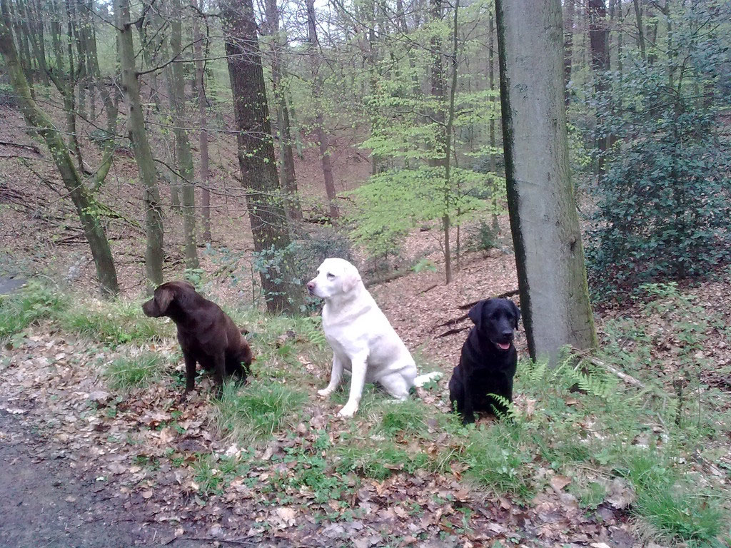 Die Rasse Labrador Retriever - LabradorZucht.Köln - Arbeitslinie