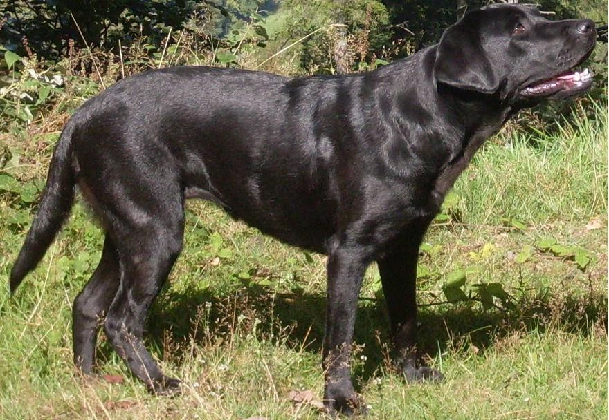 Die Rasse Labrador Retriever - LabradorZucht.Köln - Arbeitslinie