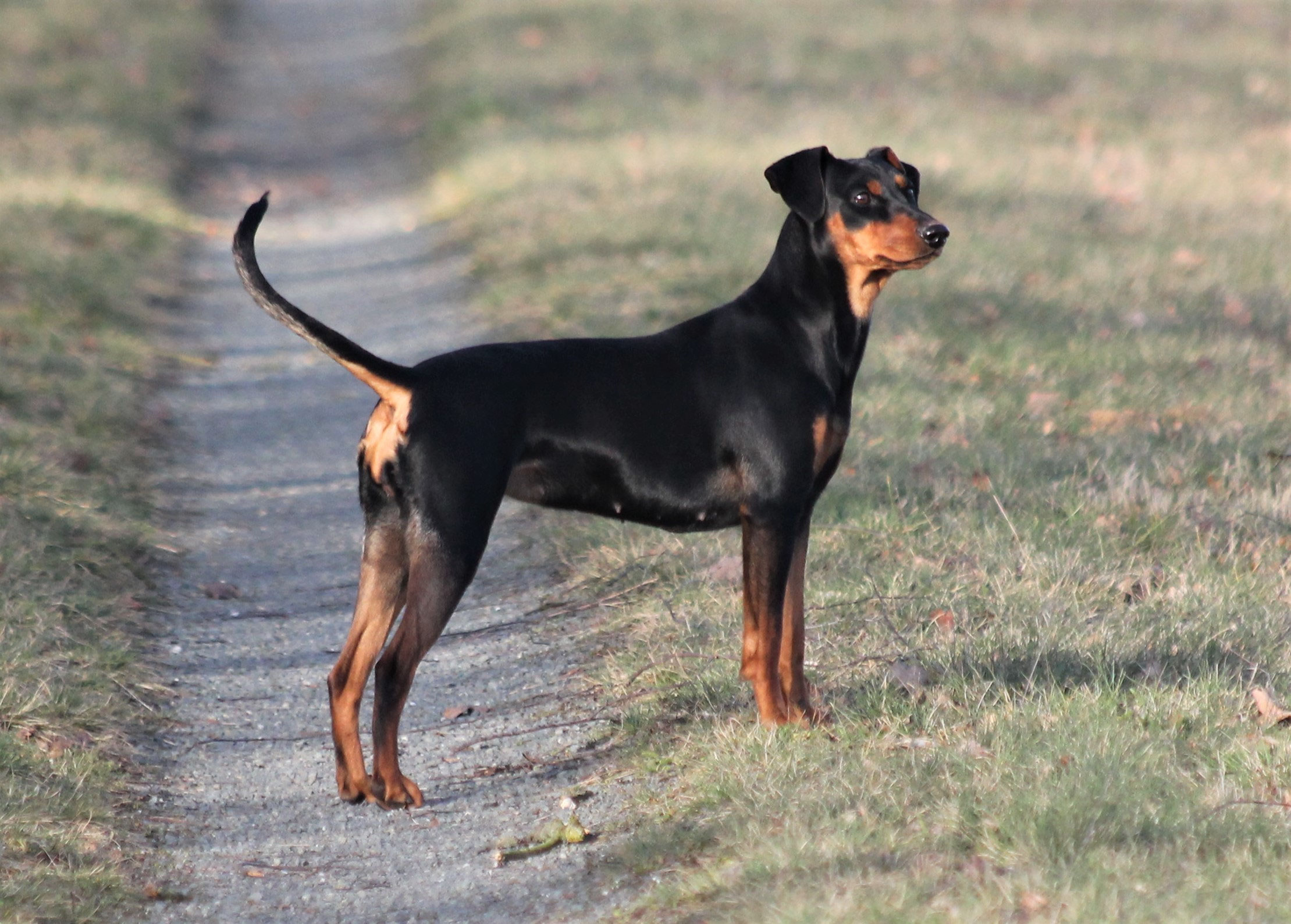 Wurfplanung Deutscher Pinscher - Zwergpinscher und Deutsche Pinscher ...