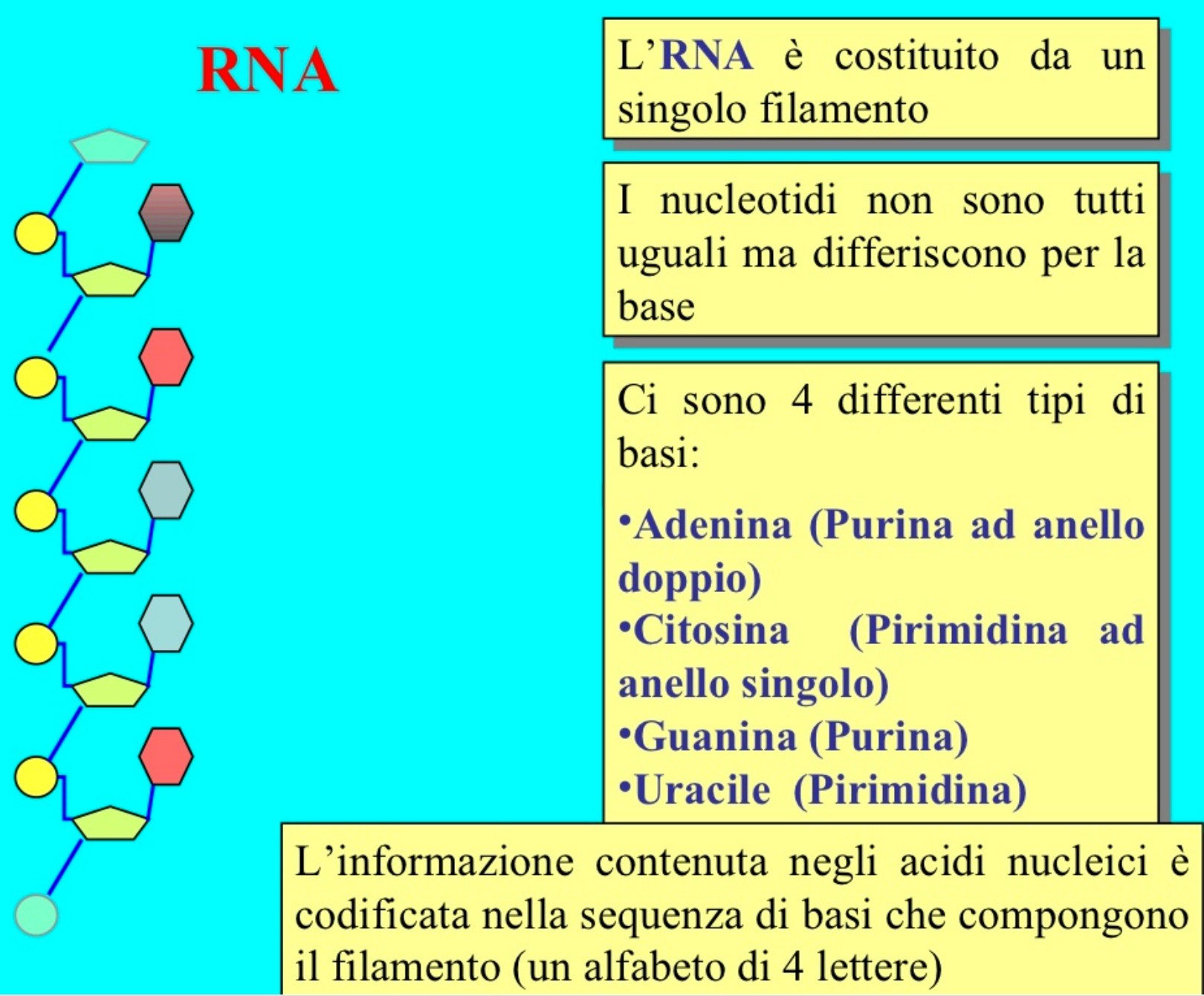 Classi Seconde: BIOLOGIA - Benvenuti su magariservisse!