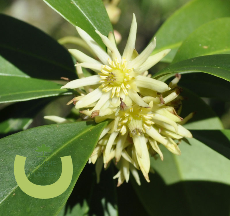 FEVRIER - Illicium simonsii - arche aux plantes