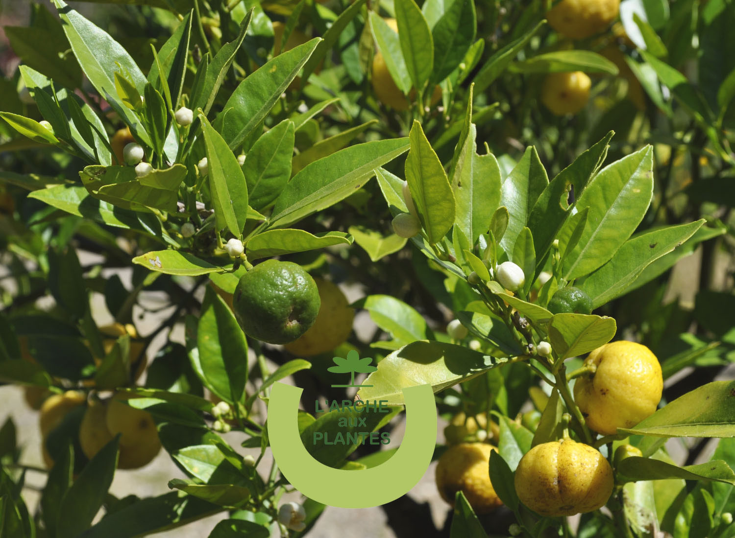 JUIN - Citrus limetta Pursha - arche aux plantes