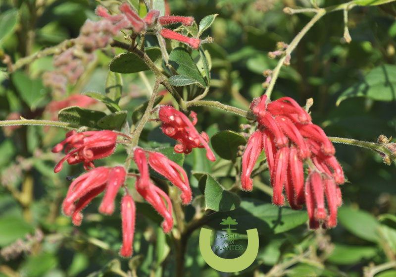 JANVIER - Grevillea deua - arche aux plantes