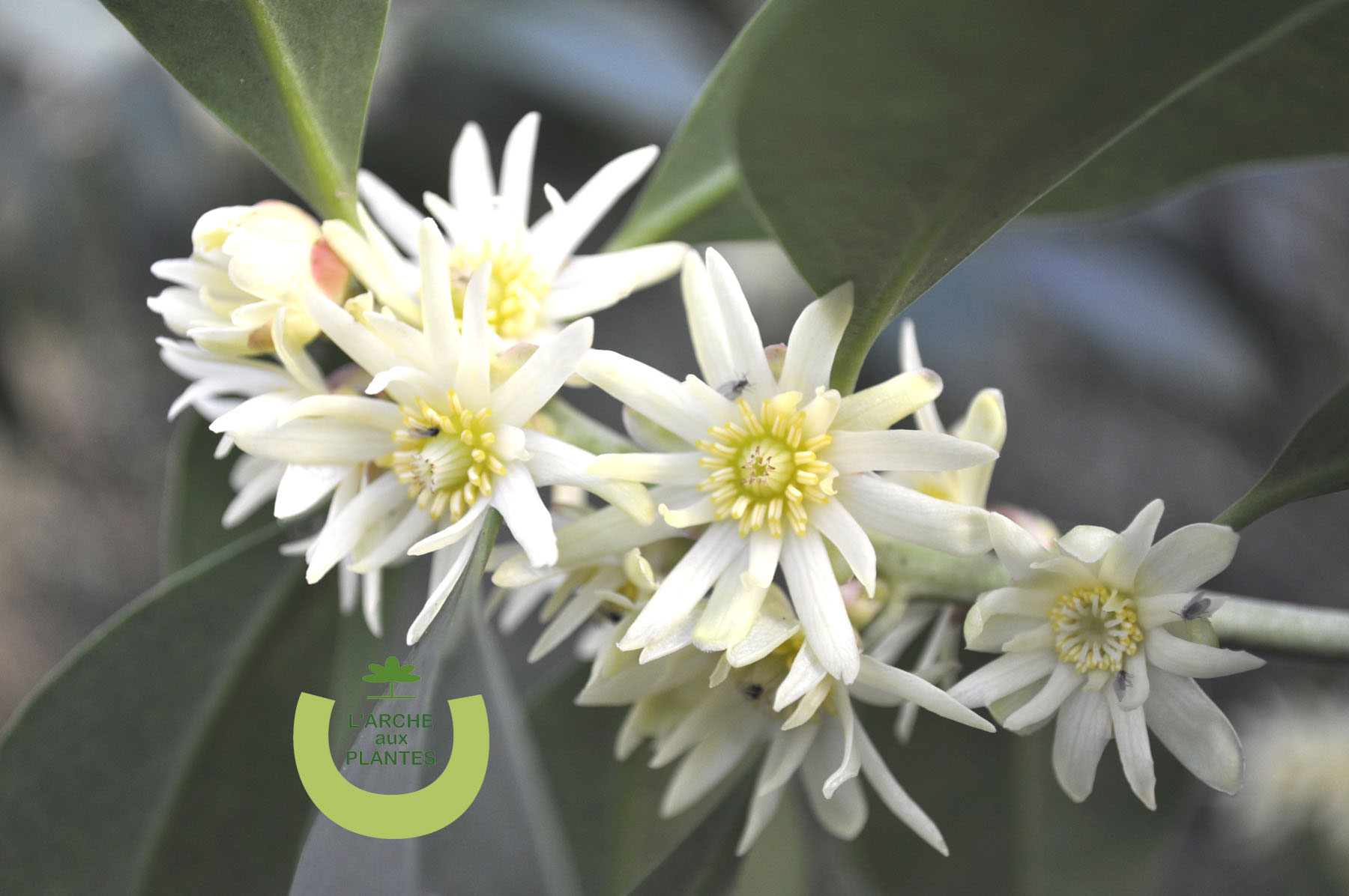 FEVRIER - Illicium simonsii - arche aux plantes