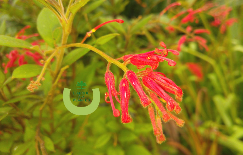 JANVIER - Grevillea deua - arche aux plantes