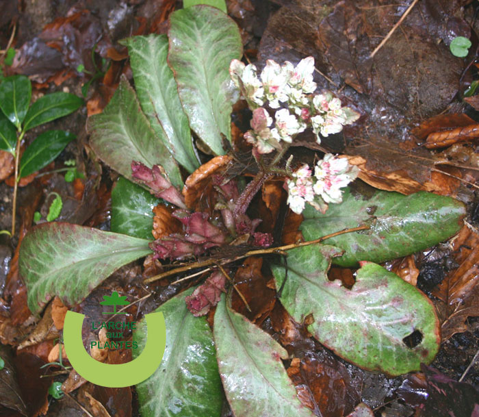 JANVIER - Chrysosplenium macrophyllum - arche aux plantes
