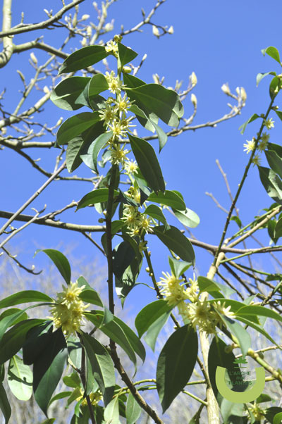 FEVRIER - Illicium simonsii - arche aux plantes