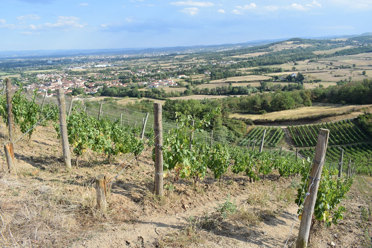 Wine tourism in the Forez region - Loire Wine Tours & Tastings