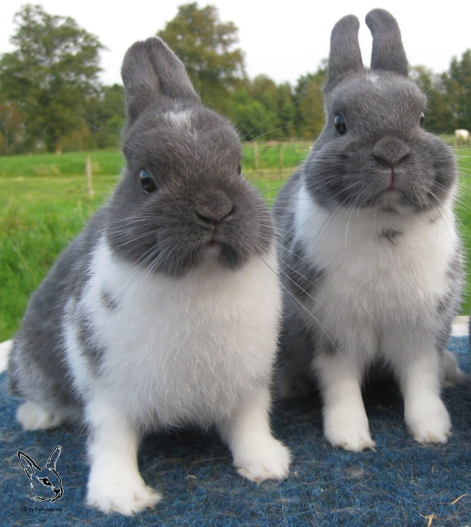 Descpription of breeds - Rassekaninchenzucht-Adams