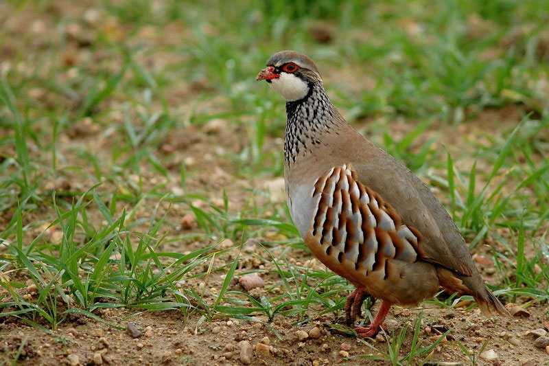 Perdrix rouge - Alectoris rufa - IcoFlore - Site de photos nature par ...