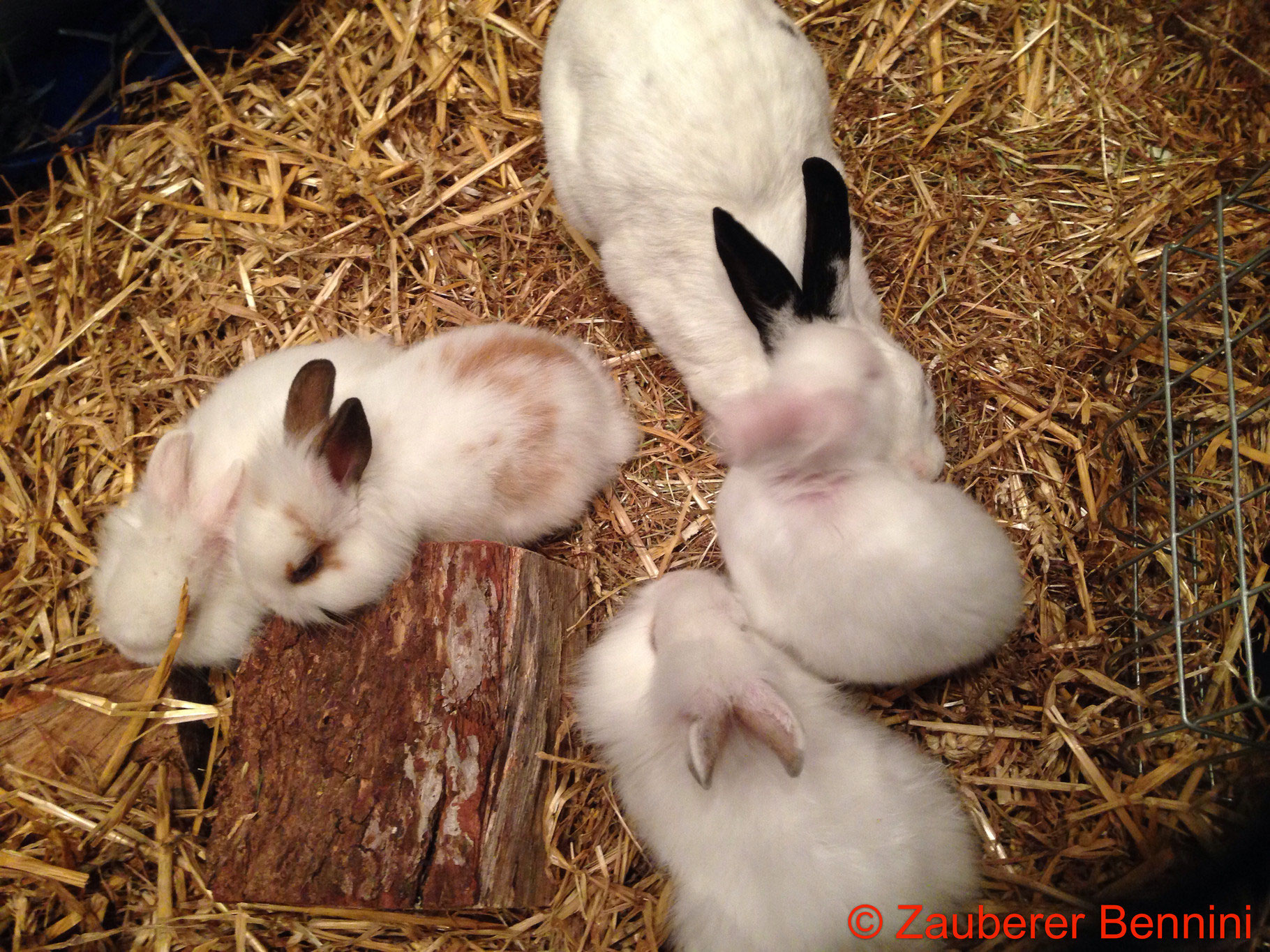 Bennini´s zauberhafte Hasenbabys - Zauberer Bennini