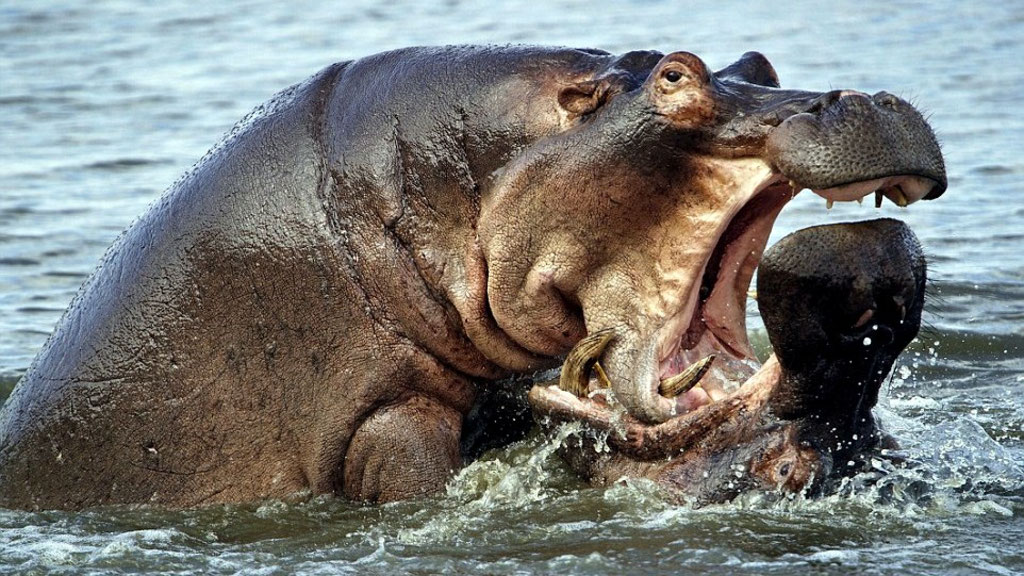 Ippopotamo - Kenya Vacanze