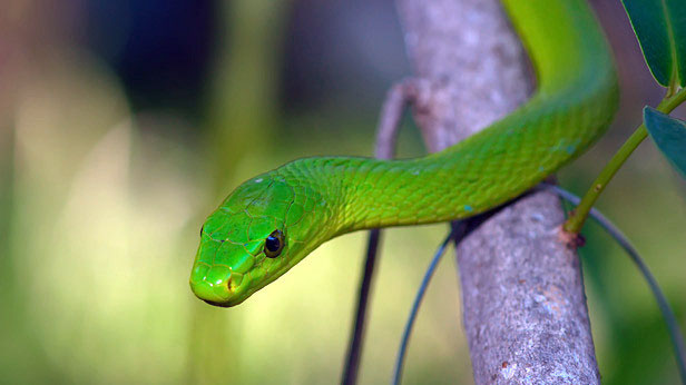 Serpenti letali in Kenya - Kenya Vacanze