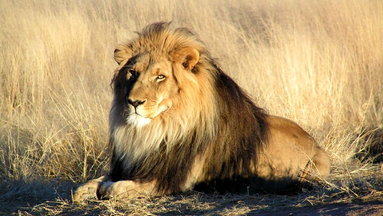 Leone Africa orientale - Kenya Vacanze