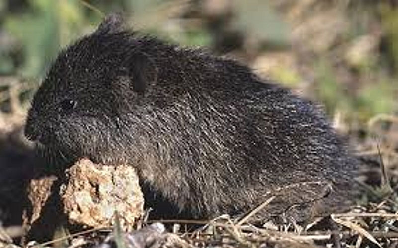 Roditori del Kenya - Kenya Vacanze