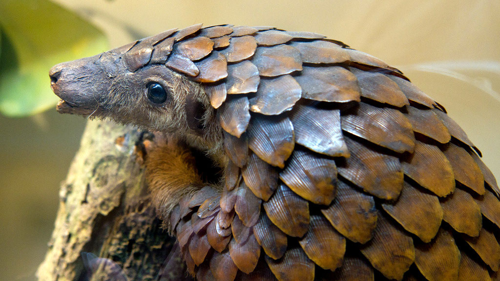 Pangolino - Kenya Vacanze