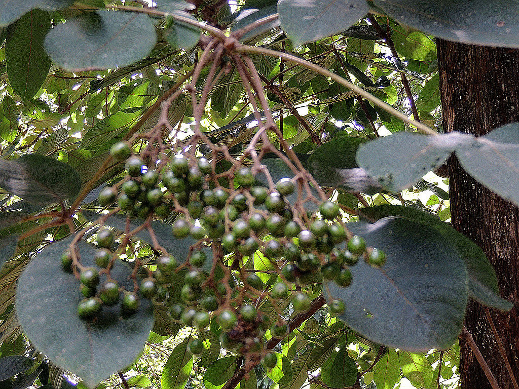 Flora del Kenya - Kenya Vacanze