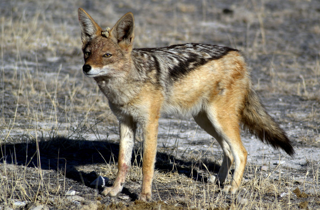 Canidi e Ienidi - Kenya Vacanze