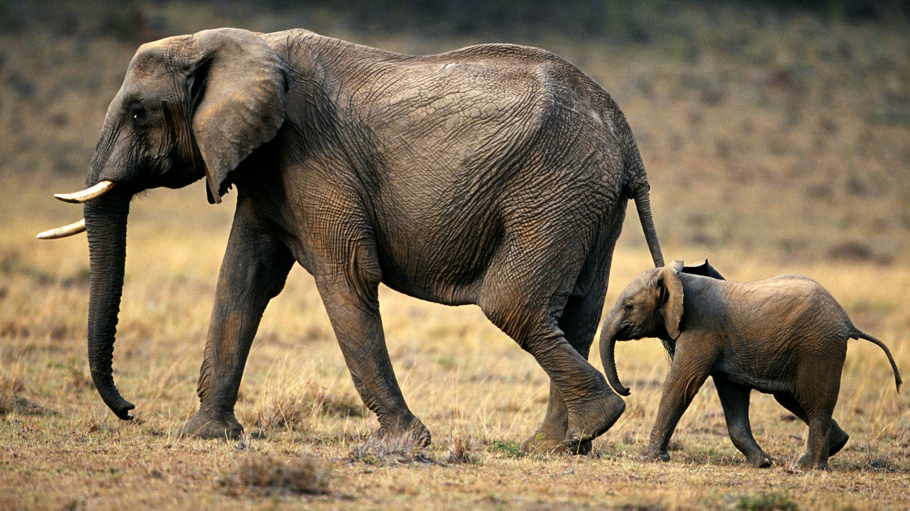Elefante africano - Kenya Vacanze