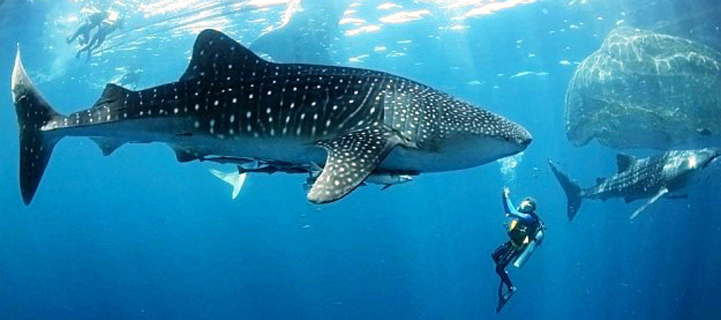 Squali in Kenya - Kenya Vacanze