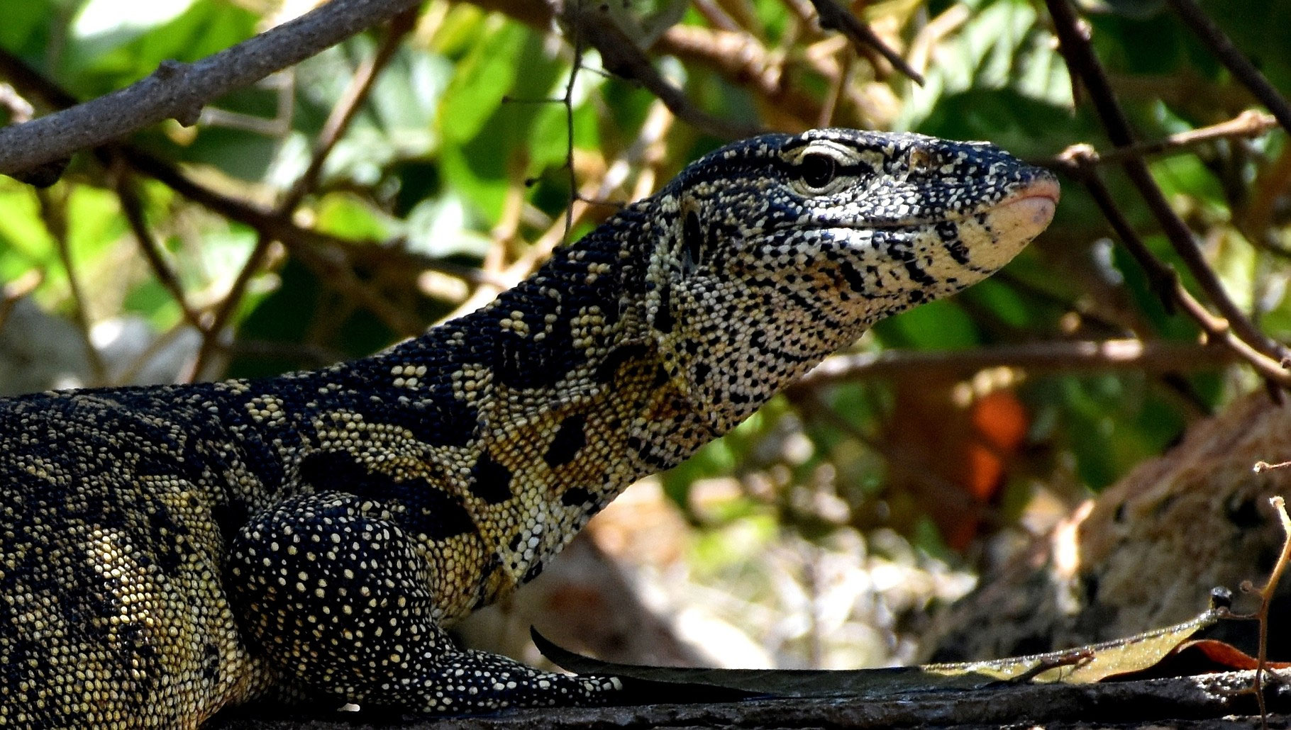 Varano del Nilo - Kenya Vacanze