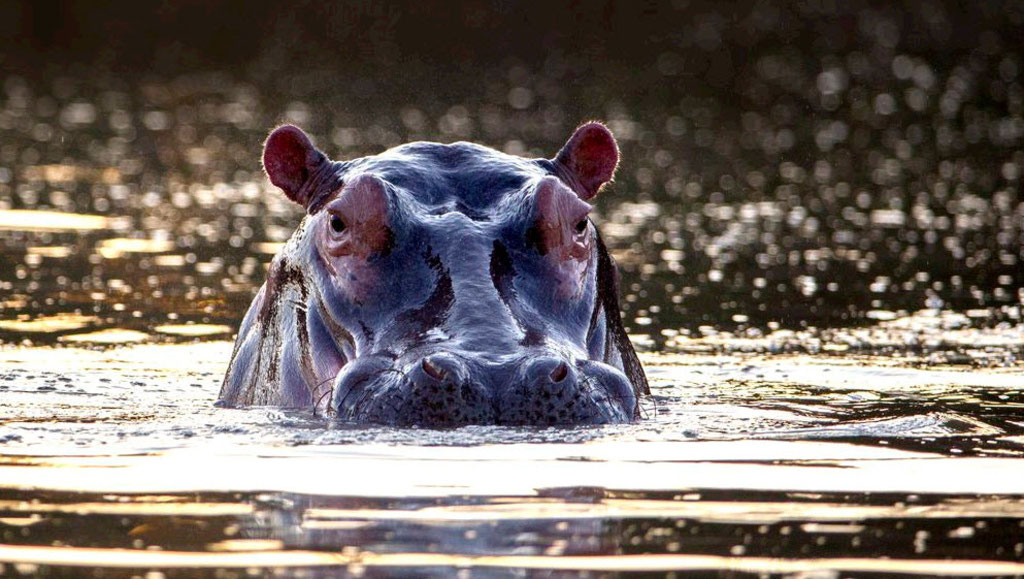 Ippopotamo - Kenya Vacanze