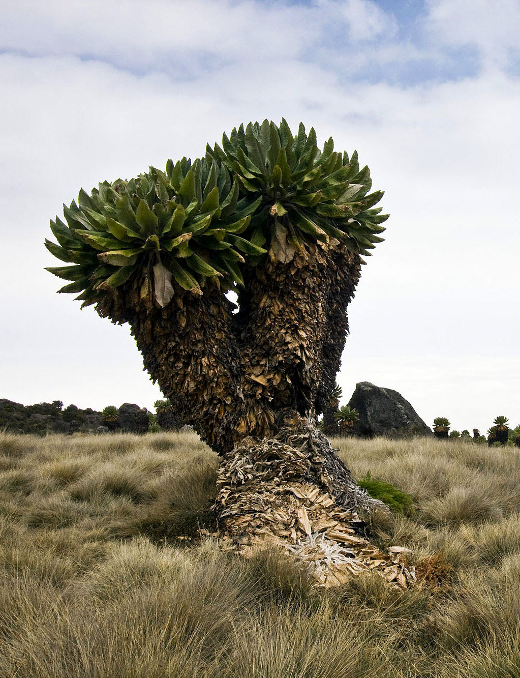 Flora del Kenya - Kenya Vacanze