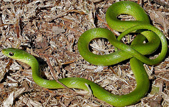 Serpenti letali in Kenya - Kenya Vacanze