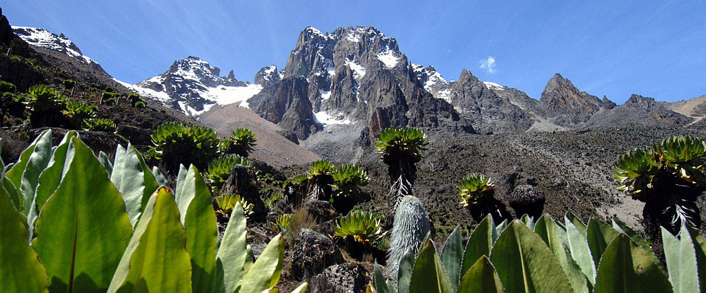 Flora del Kenya - Kenya Vacanze