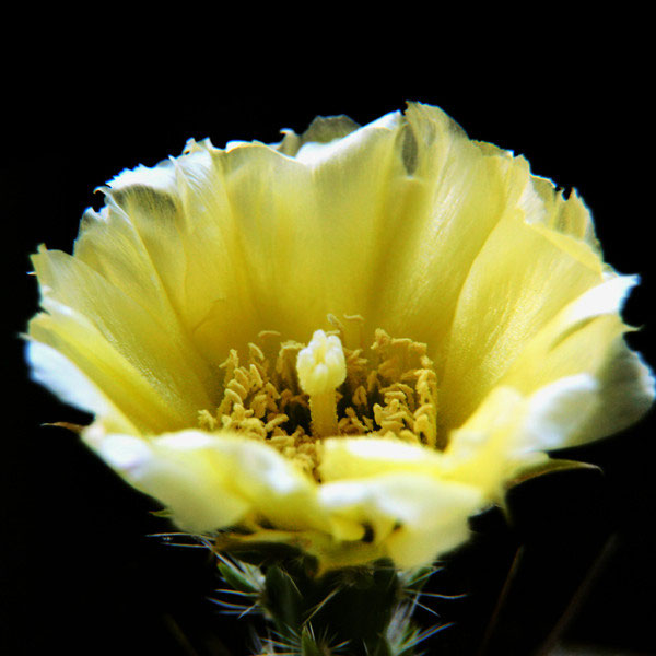 Shipments by post are not effected - cactusfarm.eu nursery