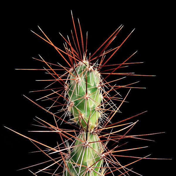 Shipments by post are not effected - cactusfarm.eu nursery