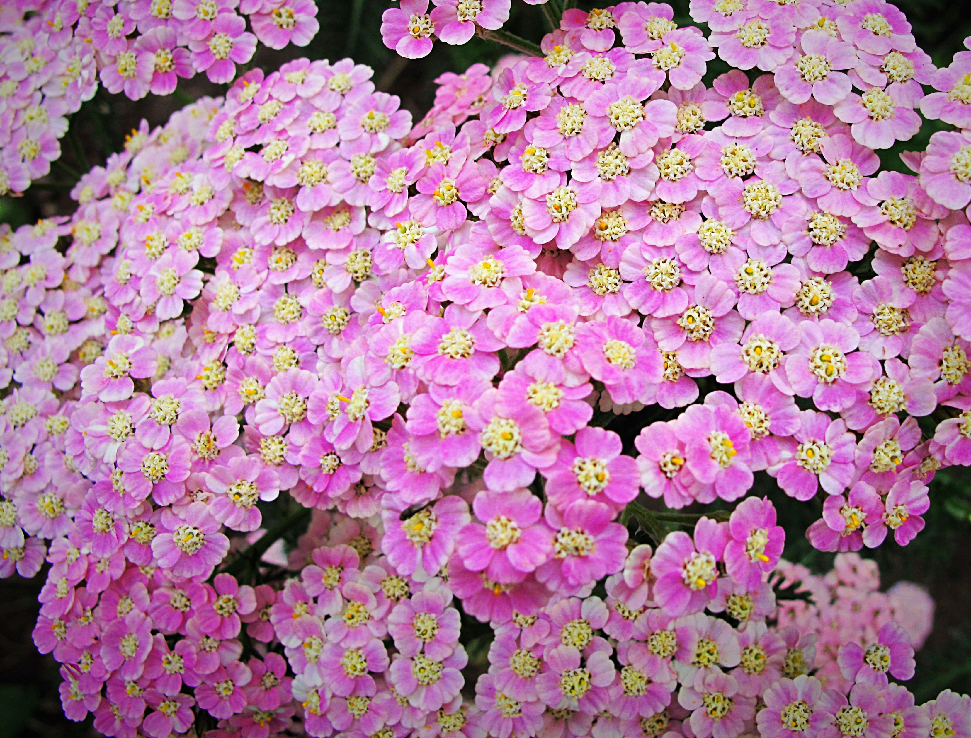 Gundelrebe, Gundermann - Kräuter entdecken in Hamburg und Umgebung