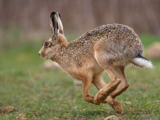 Élevage de lièvres,reproducteurs,levrauts,lièvres de tir-100% français ...