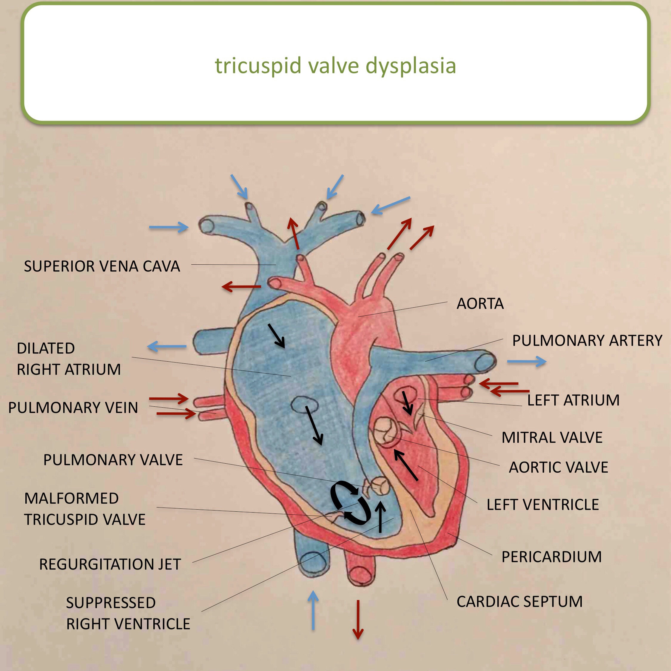 TVD - heartdogs.info