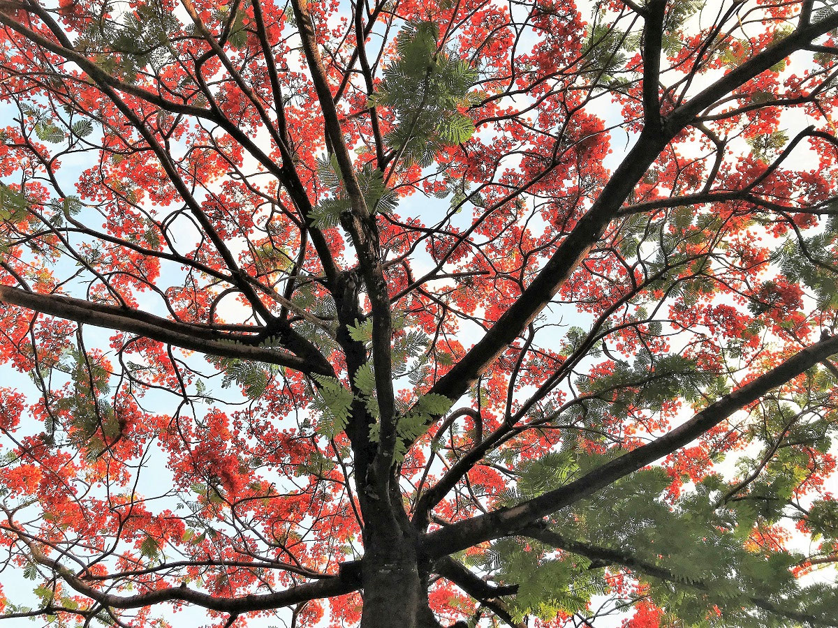 Philippines, Flowering Flame Trees - Expressions