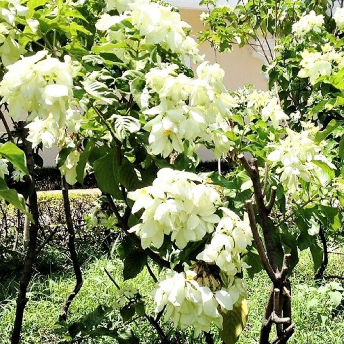 Four Philippine Flowers: Bougainvillea spectabilis, Dona Aurora, Dona ...