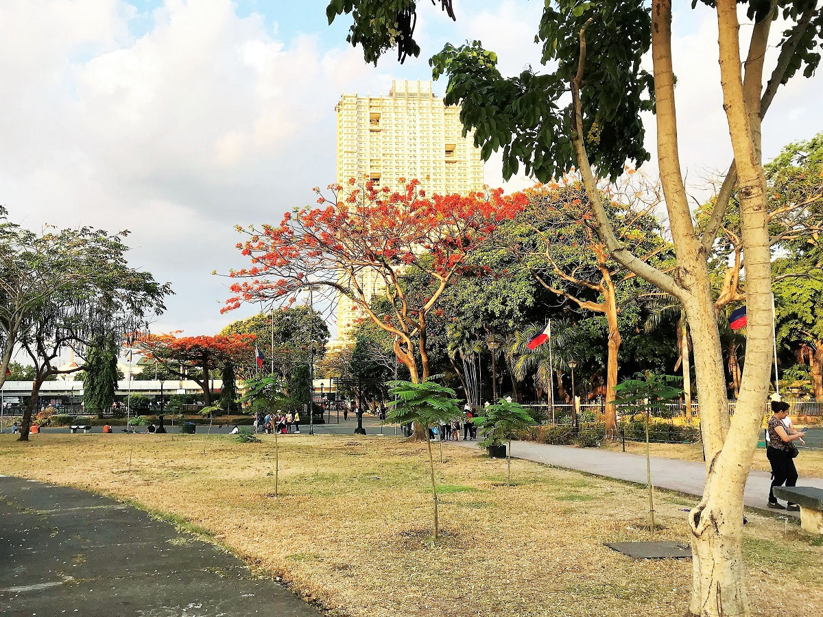 Philippines, Flowering Flame Trees - Expressions